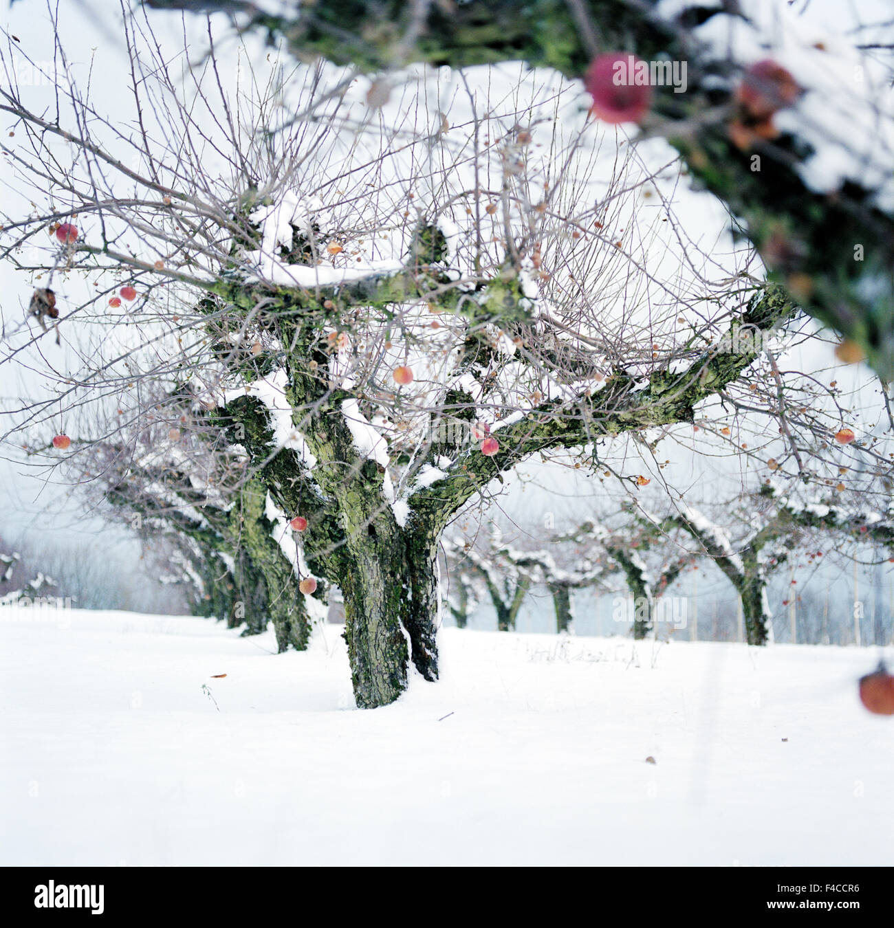 Apple Trees in Snow Stock Photo - Alamy