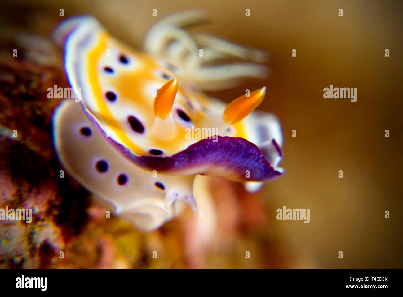 Close up beautiful nudibranch in hi-res stock photography and images ...