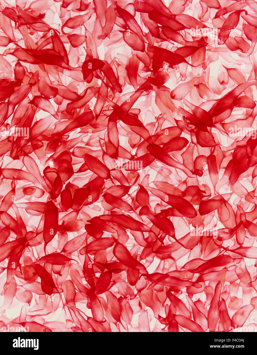 Grapefruit seeds, close-up Stock Photo - Alamy