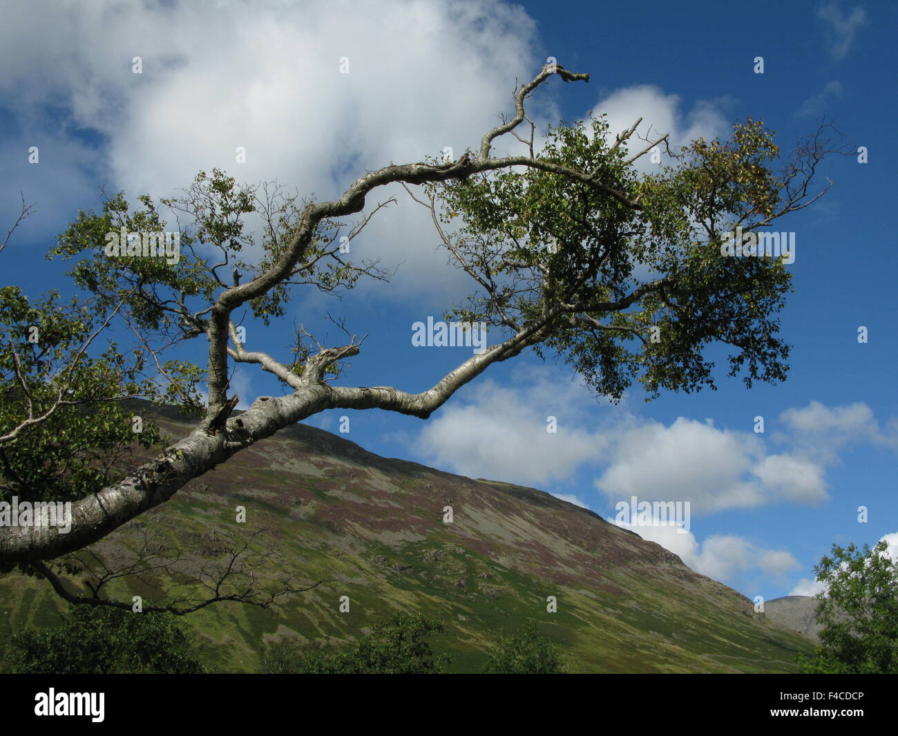 Wind beaten tree hi-res stock photography and images - Alamy