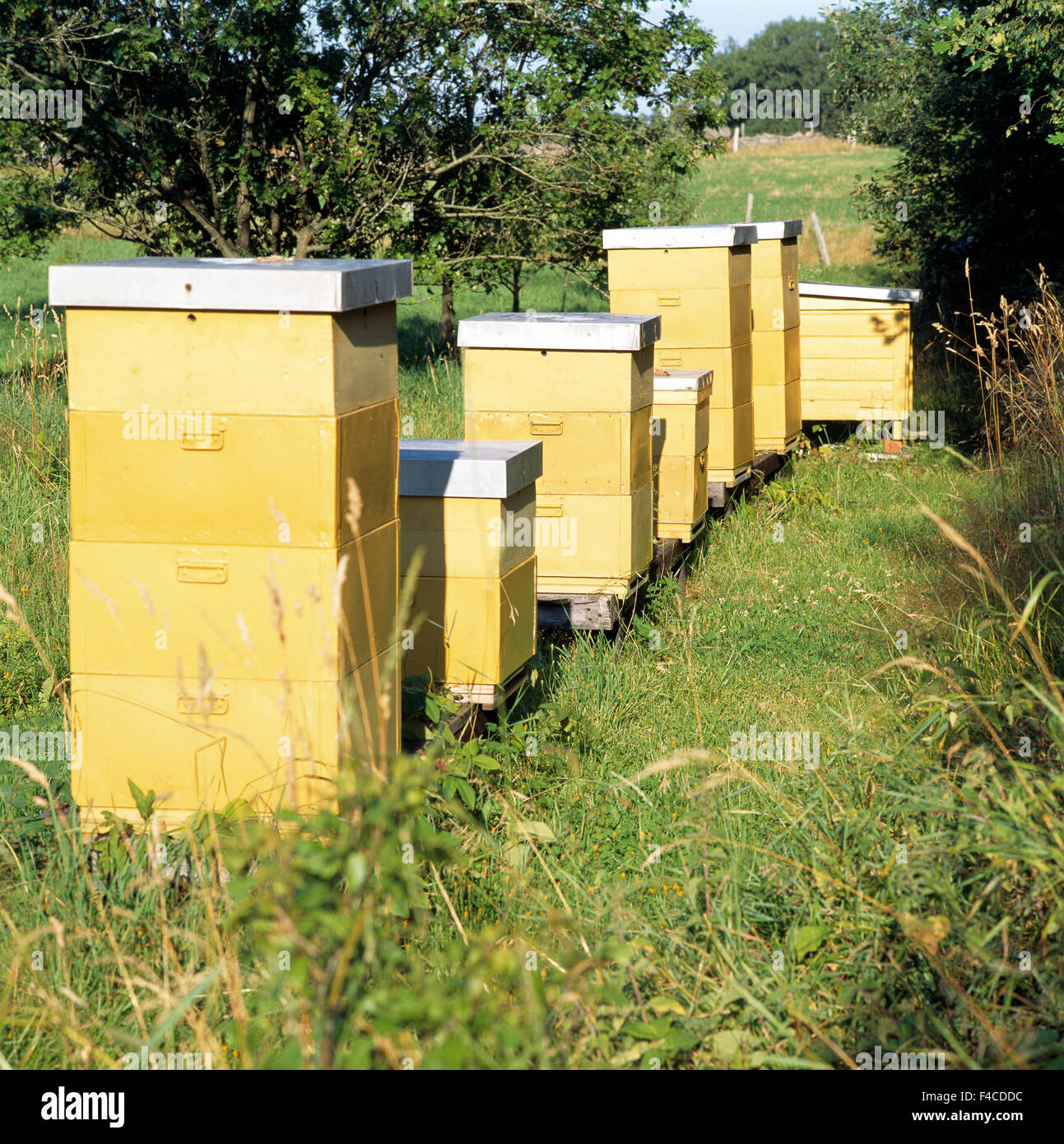 Square beehives hi-res stock photography and images - Alamy