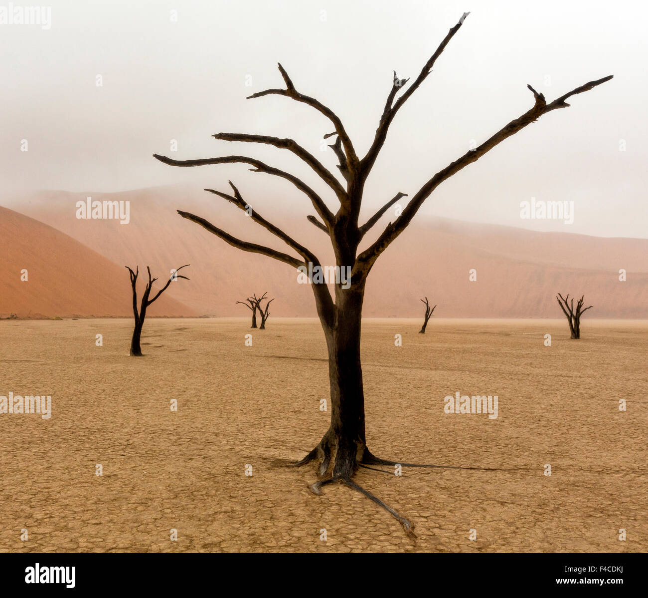 Namibia, Namib-Naukluft Park, Deadvlei. Unusual rainy weather in early ...