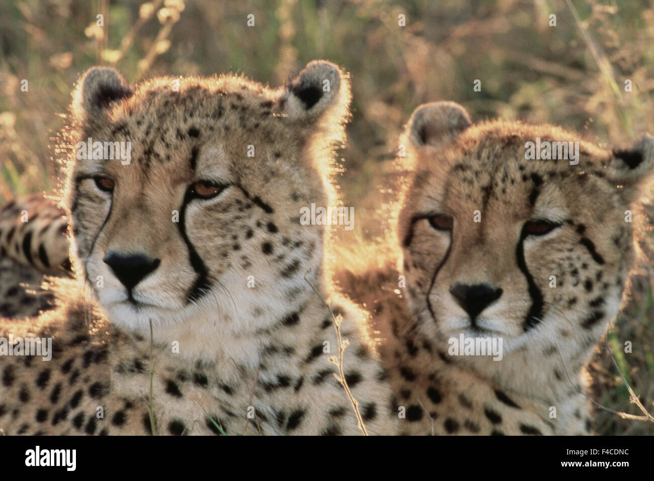 South Africa, Close-up of Cheetahs (Large format sizes available Stock ...