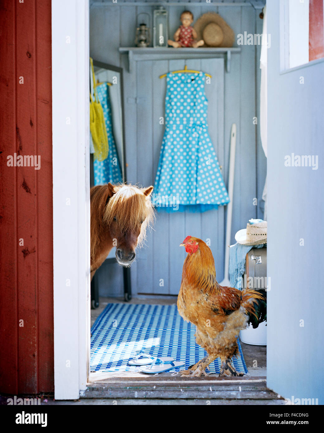 A rooster and a pony in a room Stock Photo - Alamy