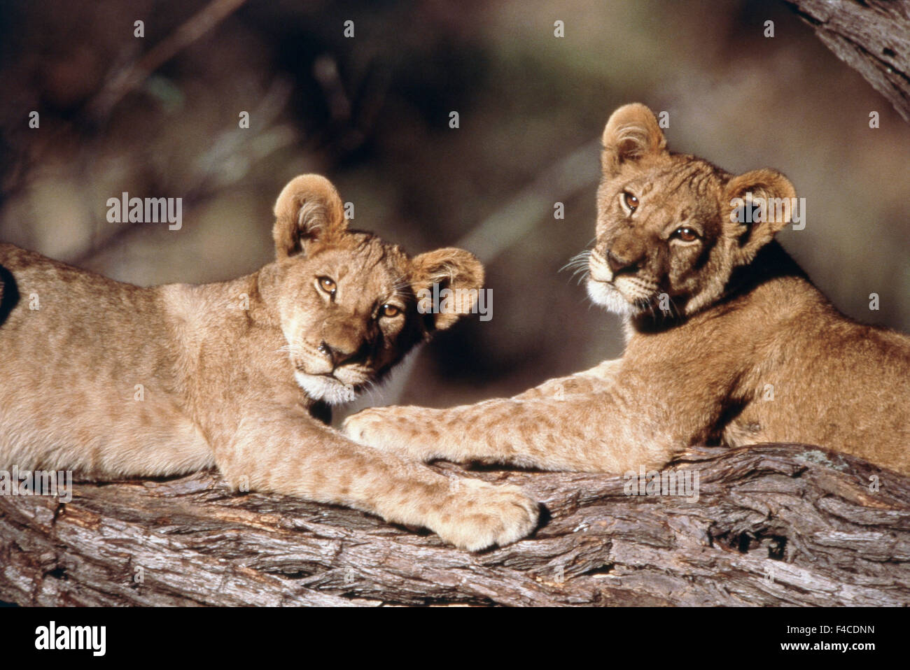 South Africa, lion cubs (Large format sizes available Stock Photo - Alamy