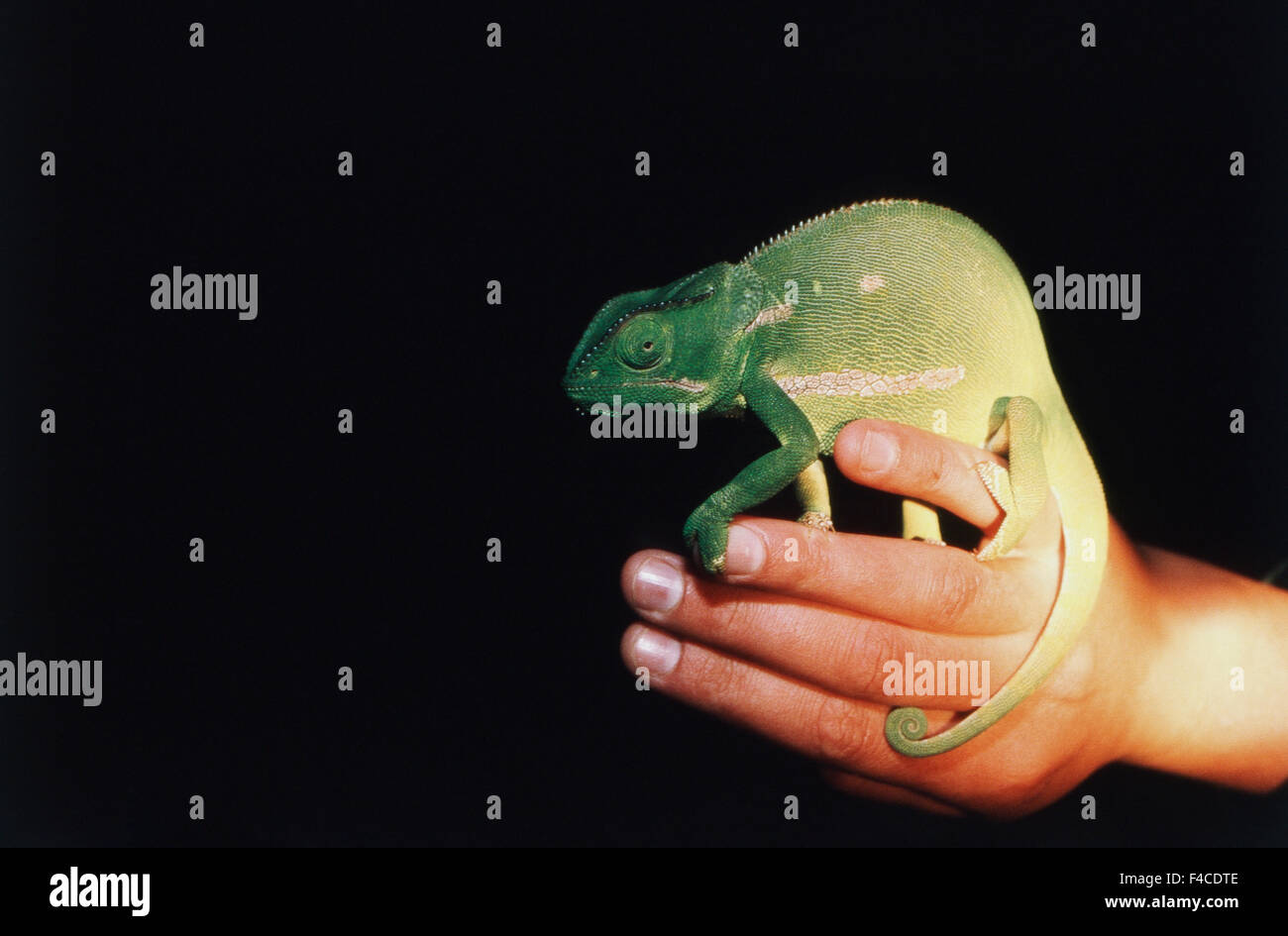 South Africa, Human hand holding Chameleon (Large format sizes ...