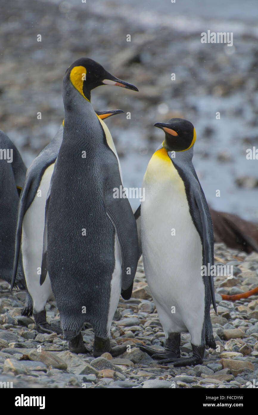 South Georgia. Very tall King penguin (Aptenodytes patagonicus) on the ...