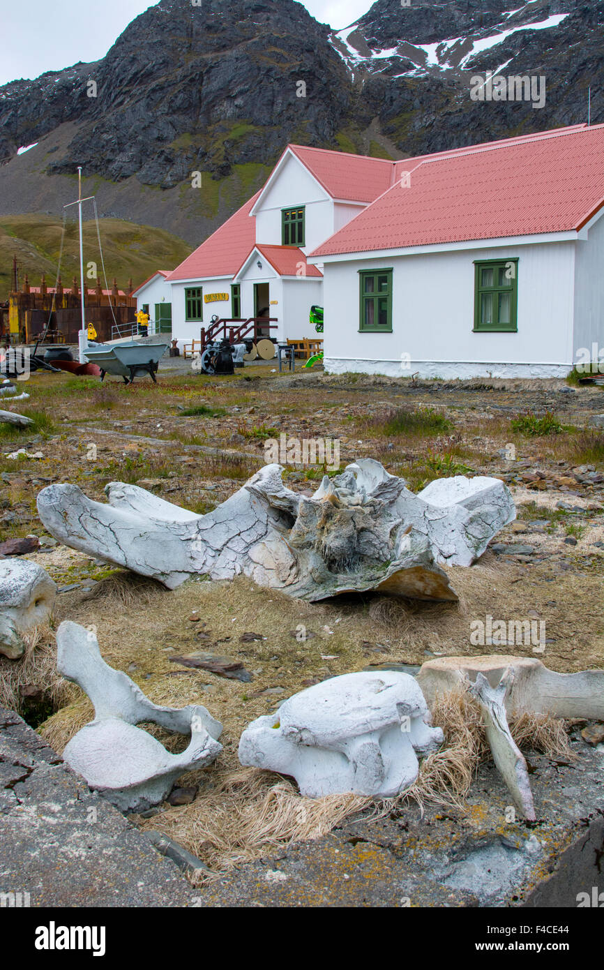 Whale bones georgia islands hi-res stock photography and images - Alamy