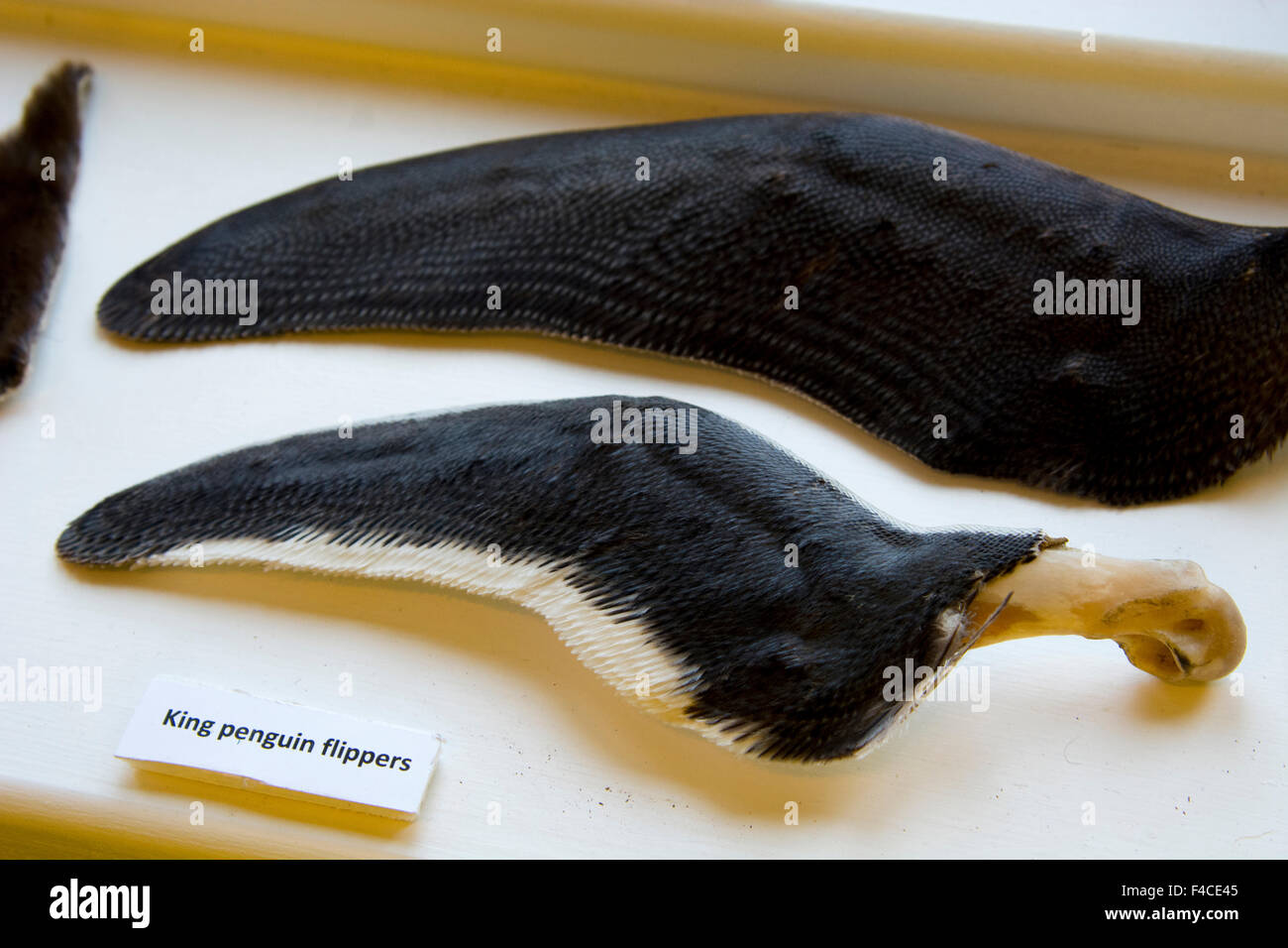 South Georgia. Penguin flippers in the museum Stock Photo - Alamy
