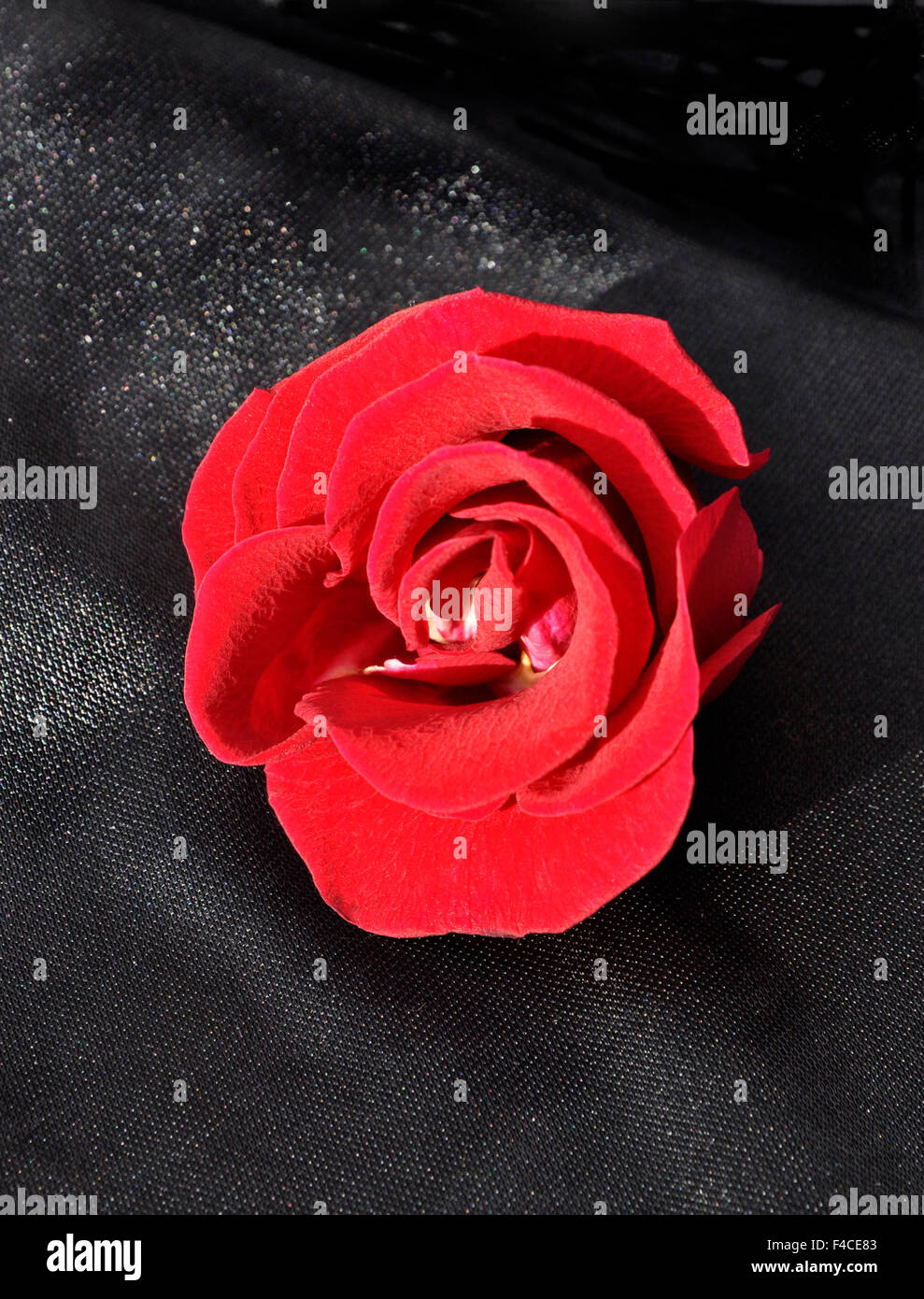 Red rose from above hi-res stock photography and images - Alamy