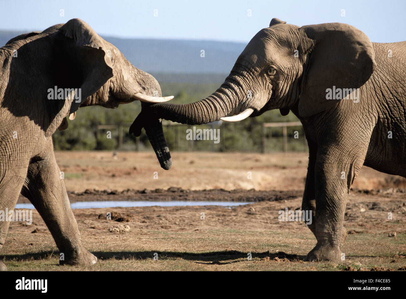 South Africa, Addo Elephant National Park, Bull Elephants near water ...