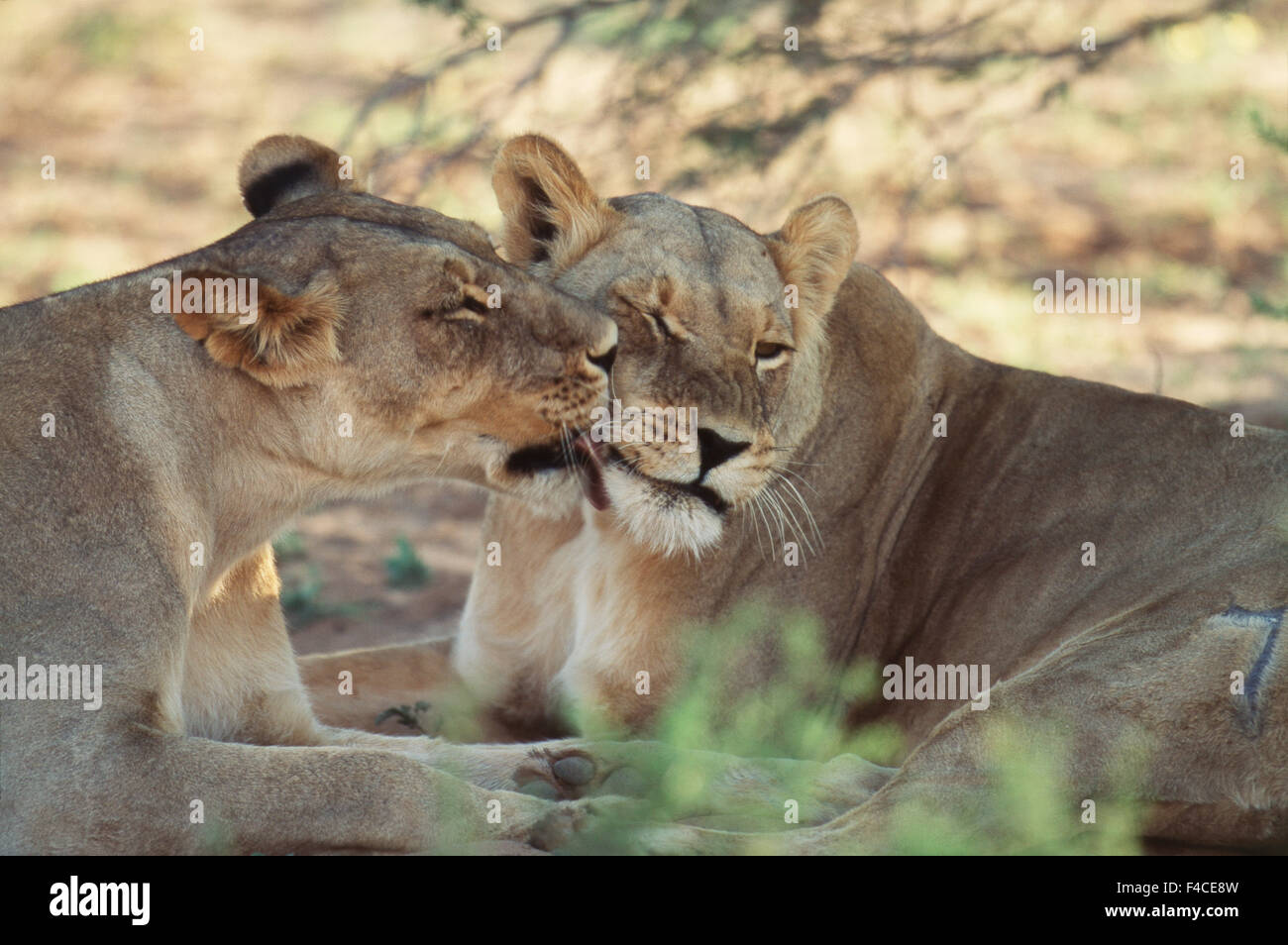 South Africa, Kalahari Gemsbok National Park (Kgalagadi Transfrontier ...