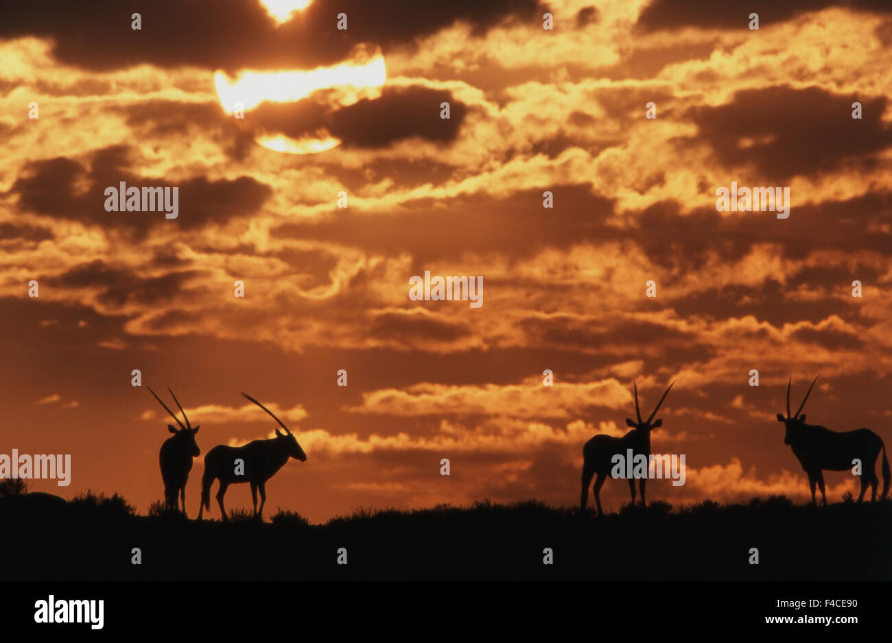 South Africa, Kalahari Gemsbok National Park (Kgalagadi Transfrontier ...