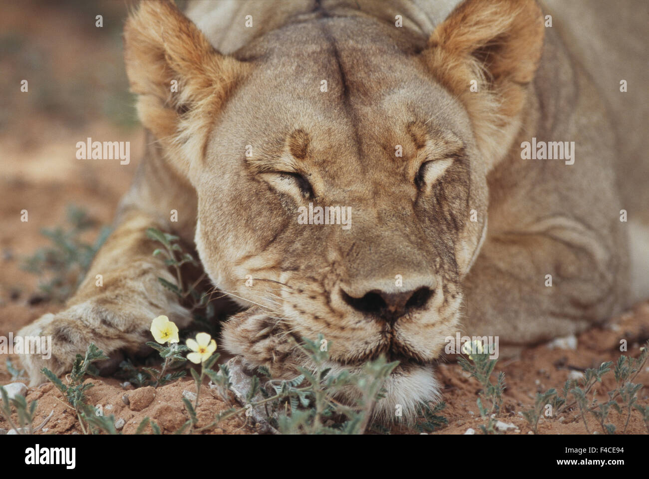 South Africa, Kalahari Gemsbok National Park (Kgalagadi Transfrontier ...