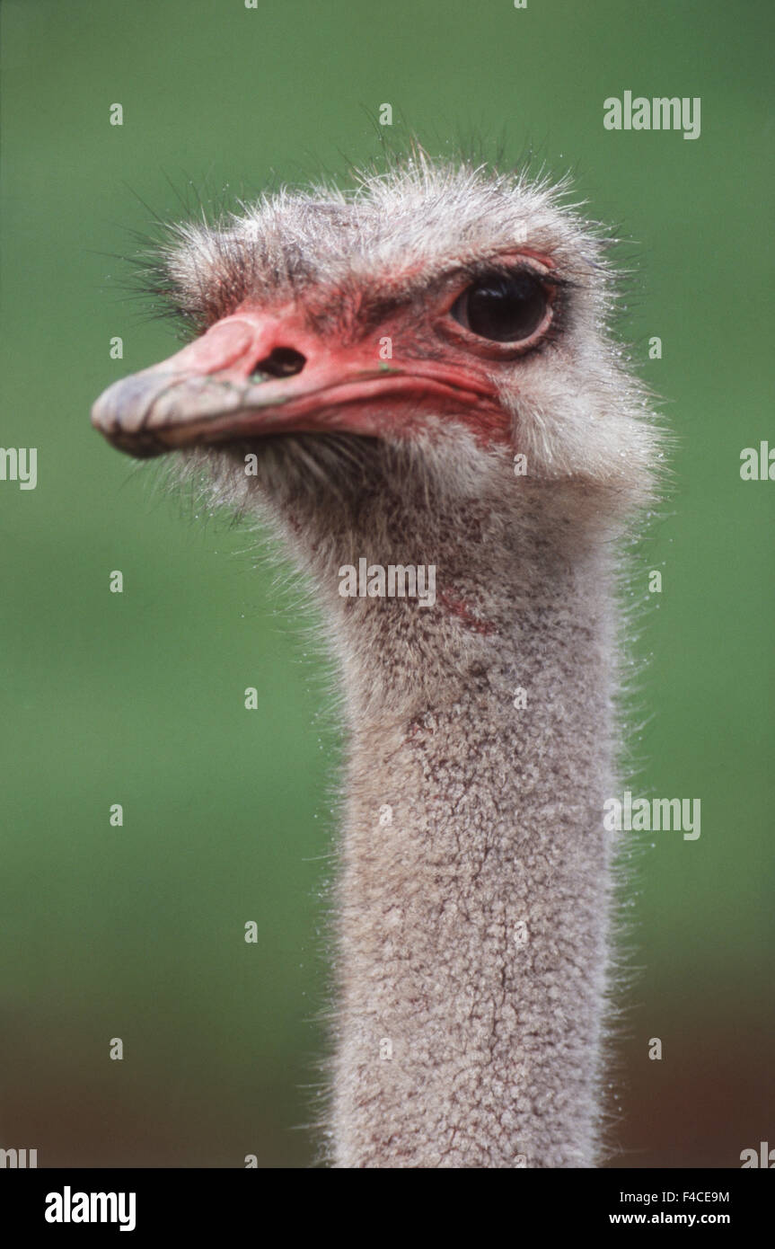 South America, Rhea (Rhea American), Close-Up (Large format sizes ...