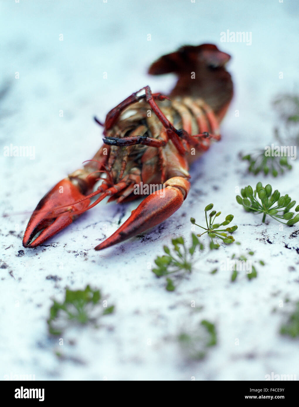 A crayfish, Smaland, Sweden Stock Photo - Alamy