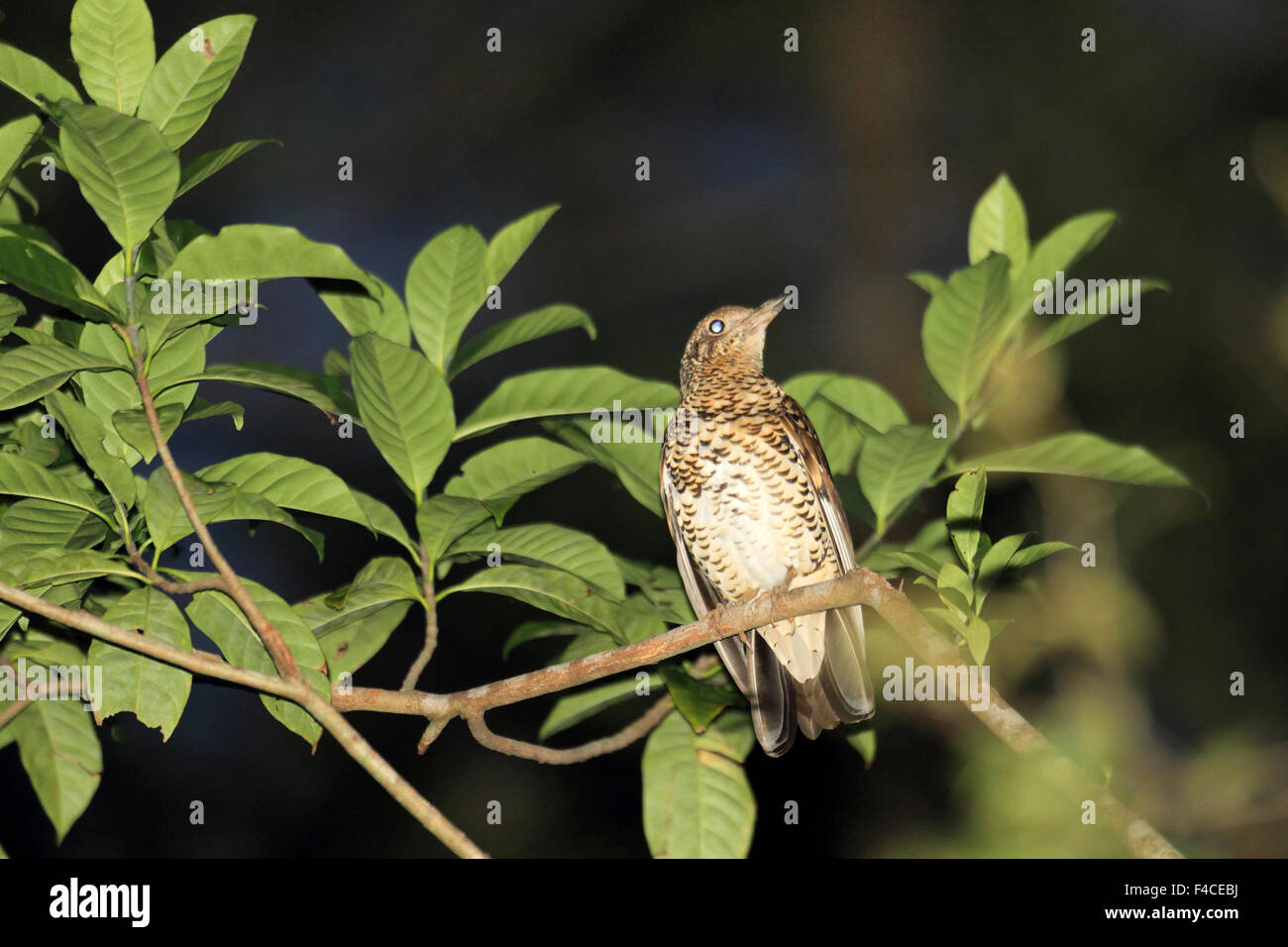 White’s thrush hi-res stock photography and images - Alamy