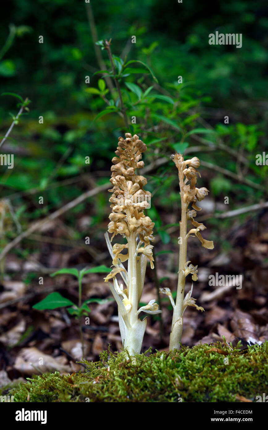 Neottia nidus-avis Birds Nest Orchid Stock Photo - Alamy