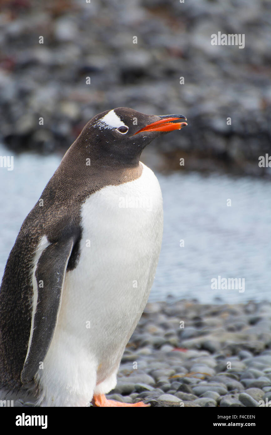 Antarctica. Brown Bluff Stock Photo - Alamy