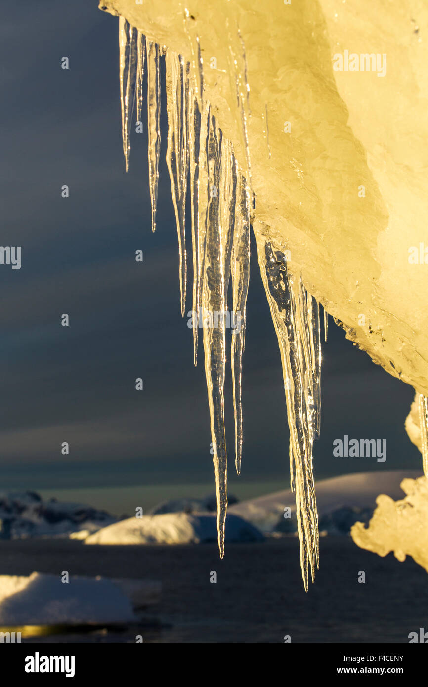 Antarctica, Morning sun lights Icicles hanging from iceberg floating ...