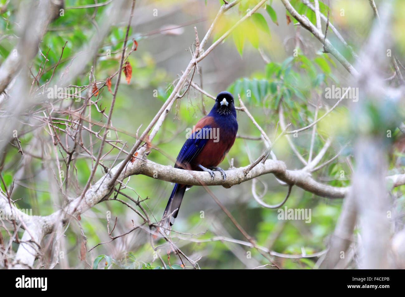 Lidth's jay (Garrulus lidthi) in Amami Island, Japan Stock Photo - Alamy