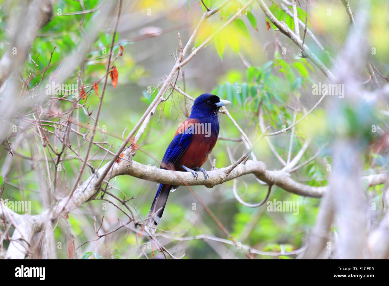 Lidth's jay (Garrulus lidthi) in Amami Island, Japan Stock Photo - Alamy