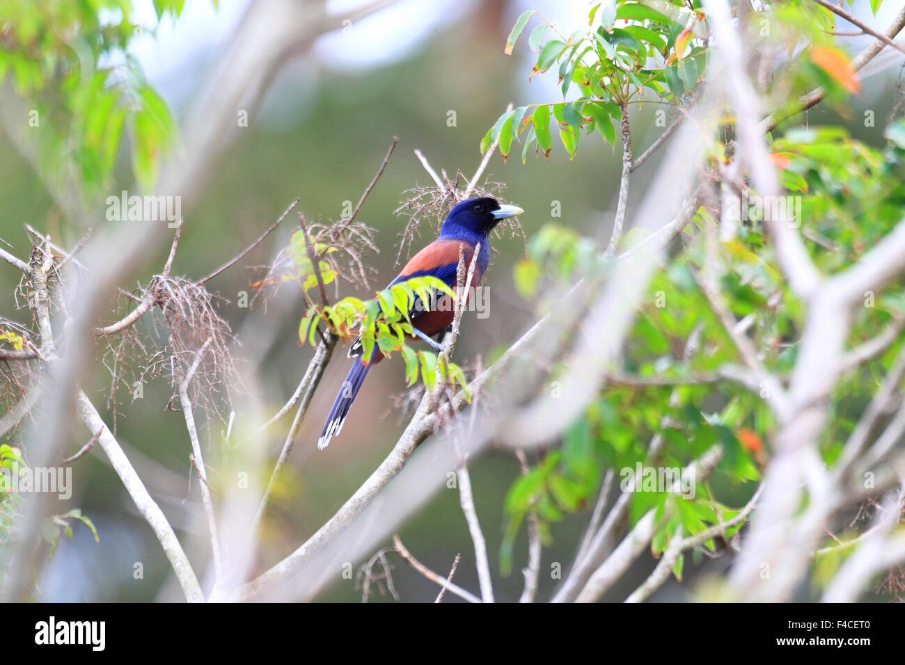 Lidth's jay (Garrulus lidthi) in Amami Island, Japan Stock Photo - Alamy