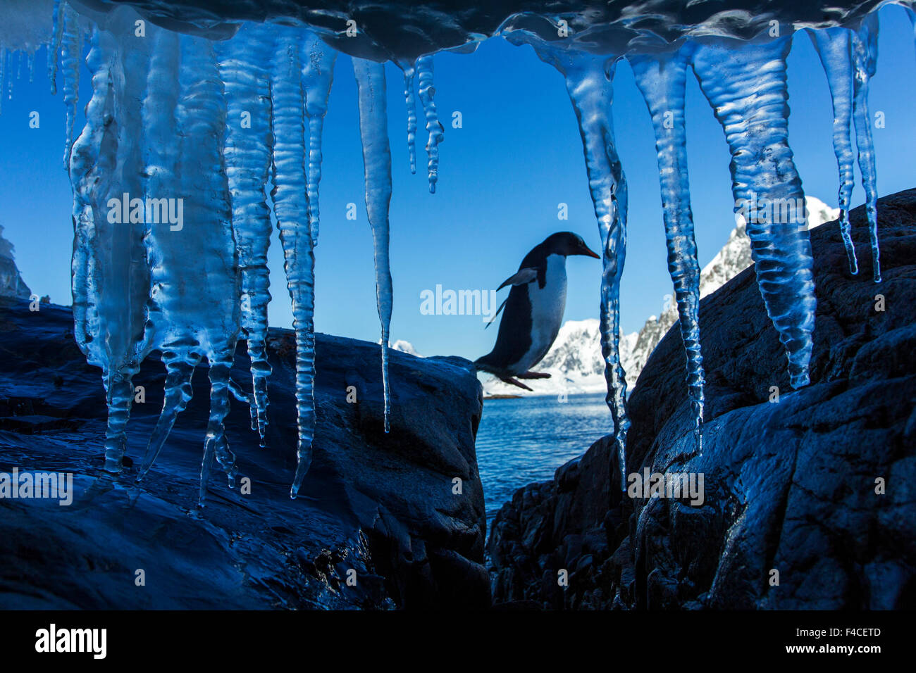 Antarctica, Petermann Island, Gentoo Penguin (Pygoscelis papua) leaps ...