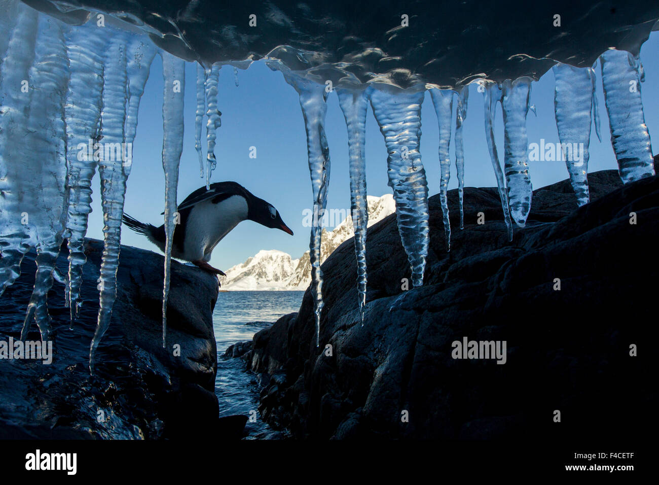 Antarctica, Petermann Island, Gentoo Penguin (Pygoscelis papua) leaps ...