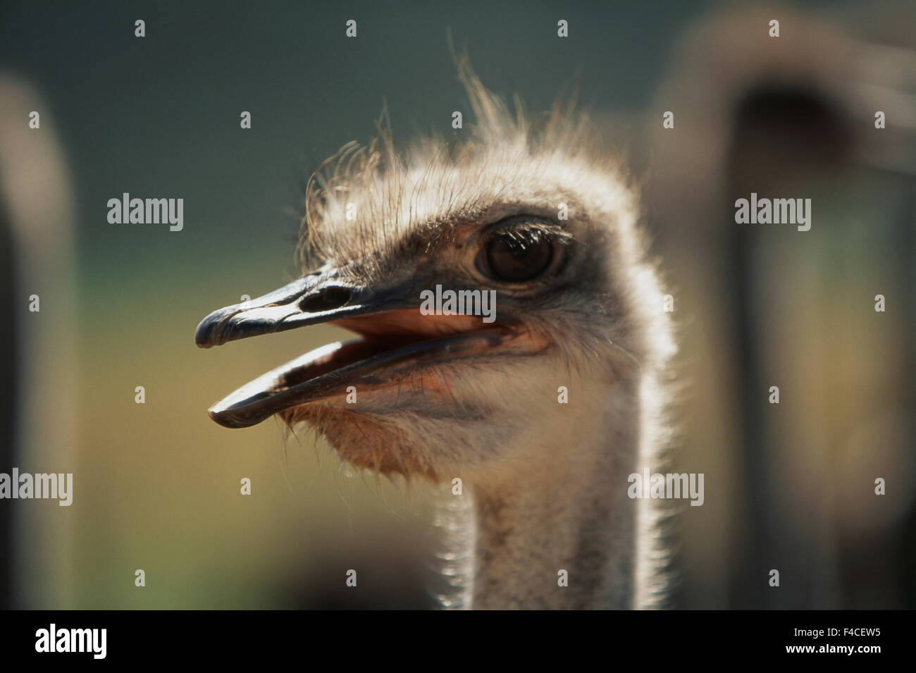 South Africa, Karoo, Close-Up of Ostrich. (Large format sizes available ...