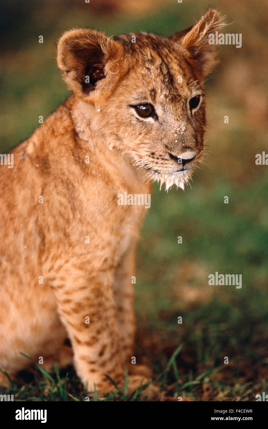 South Africa, North West Province, Young lion sitting on Pilanesberg ...