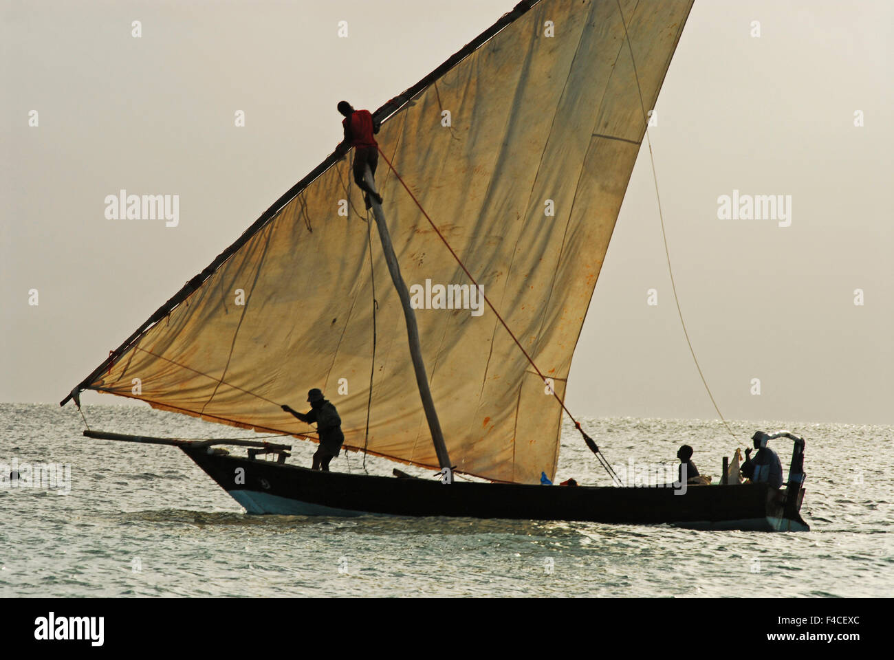 Tanzania, Zanzibar, Nungwi, man setting the sail of traditional sailing ...