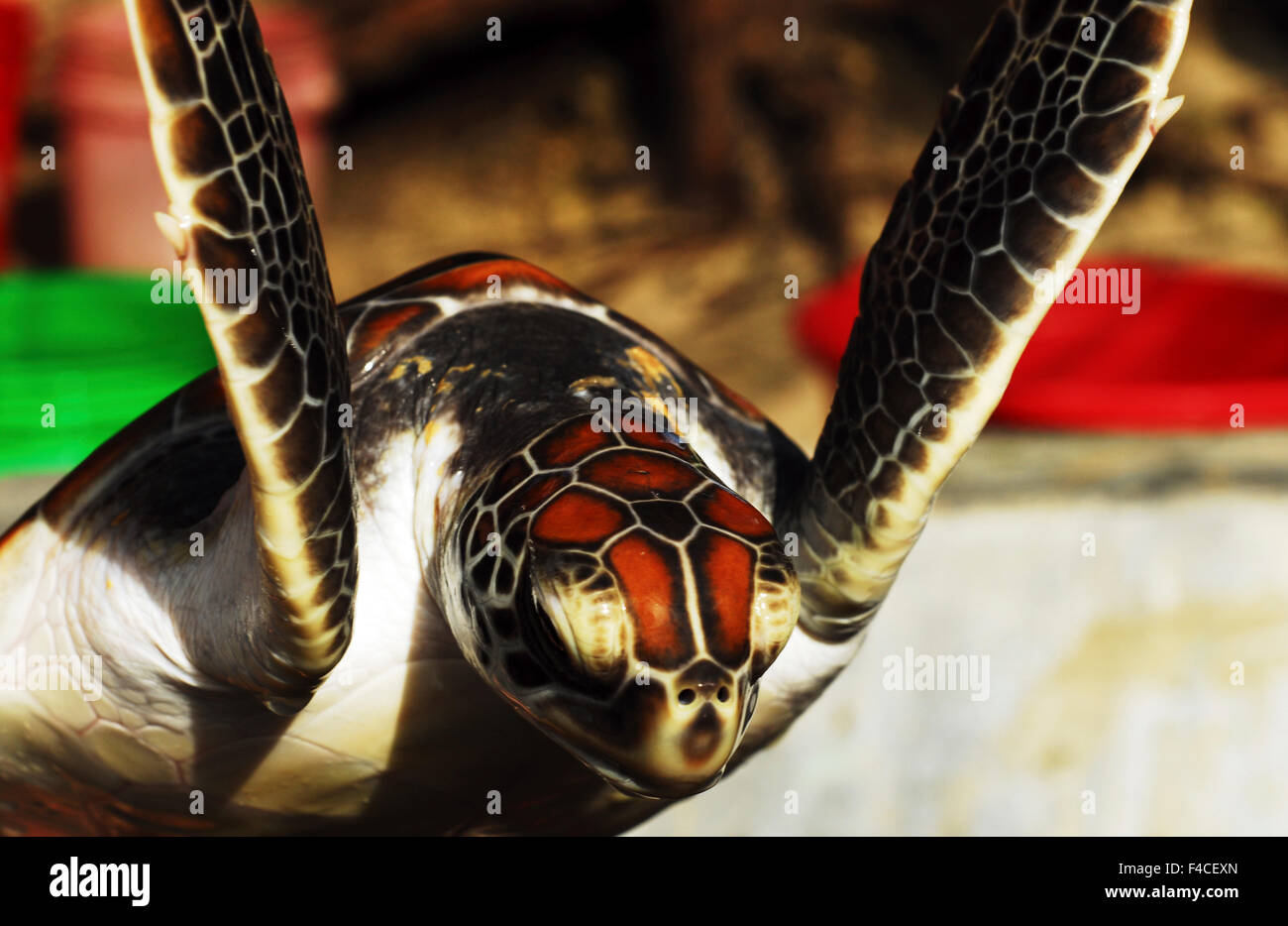 Zanzibar turtle mnarani hi-res stock photography and images - Alamy