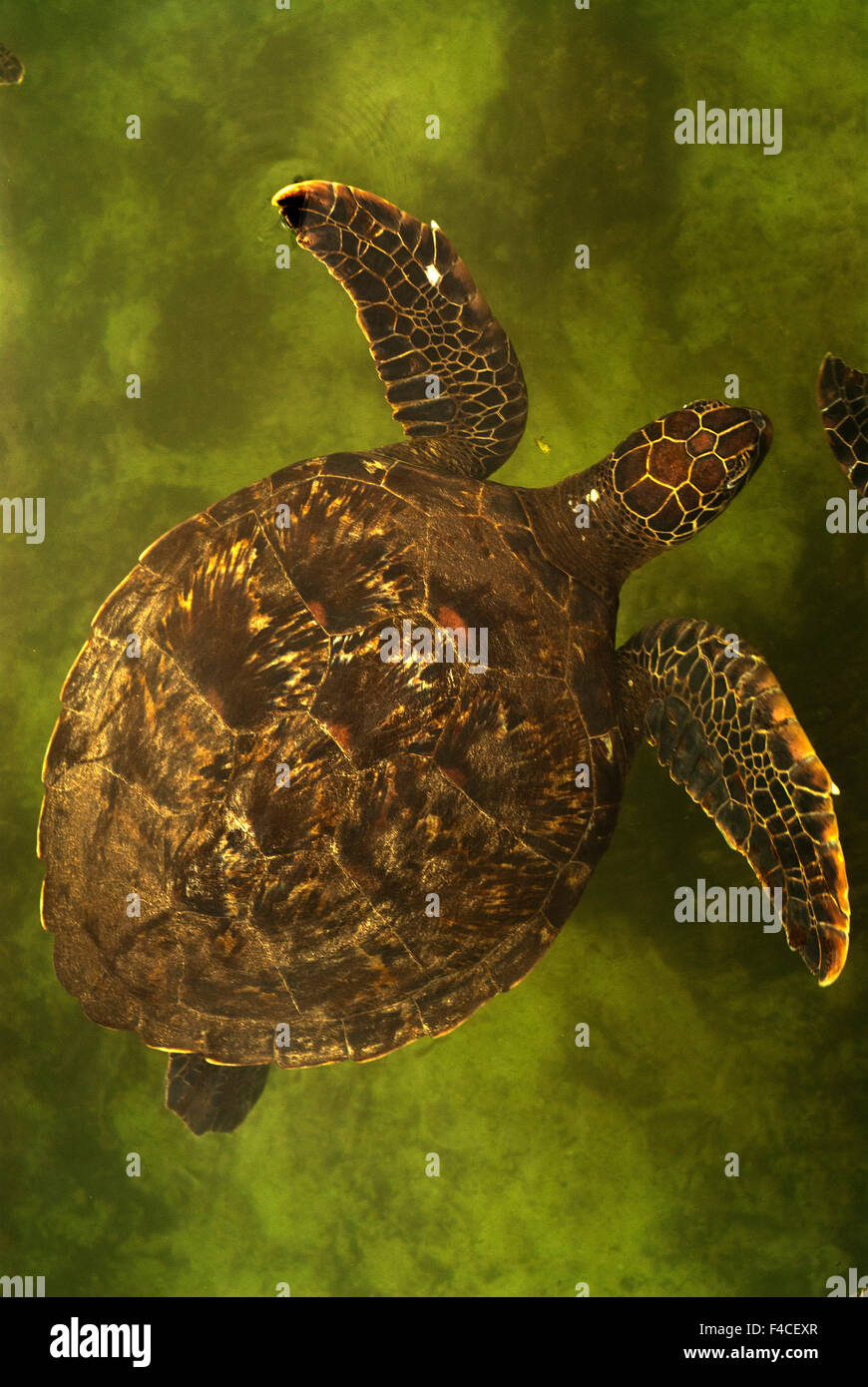 Zanzibar turtle mnarani hi-res stock photography and images - Alamy