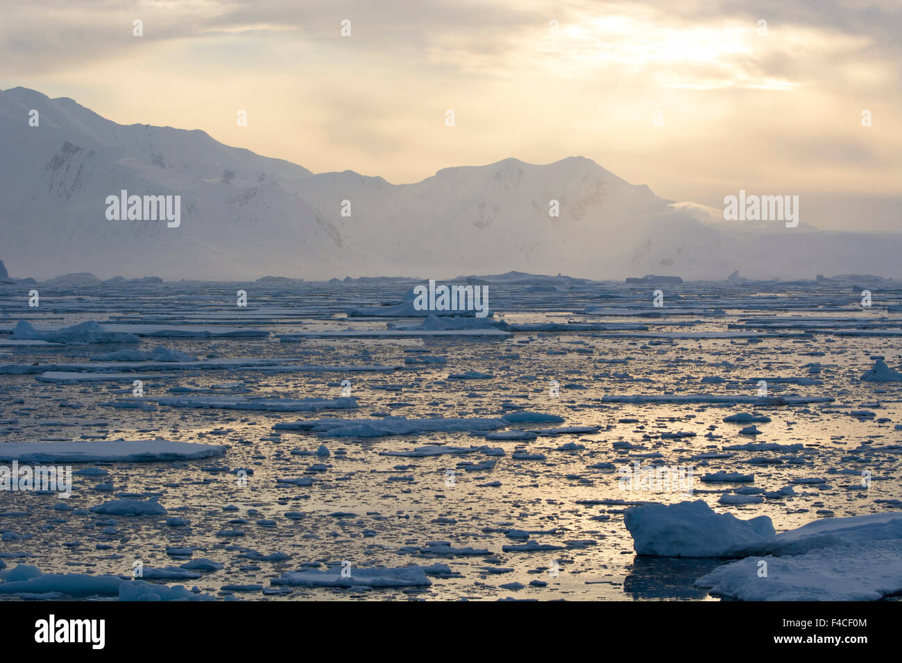 Adelaide island antarctica hi-res stock photography and images - Alamy
