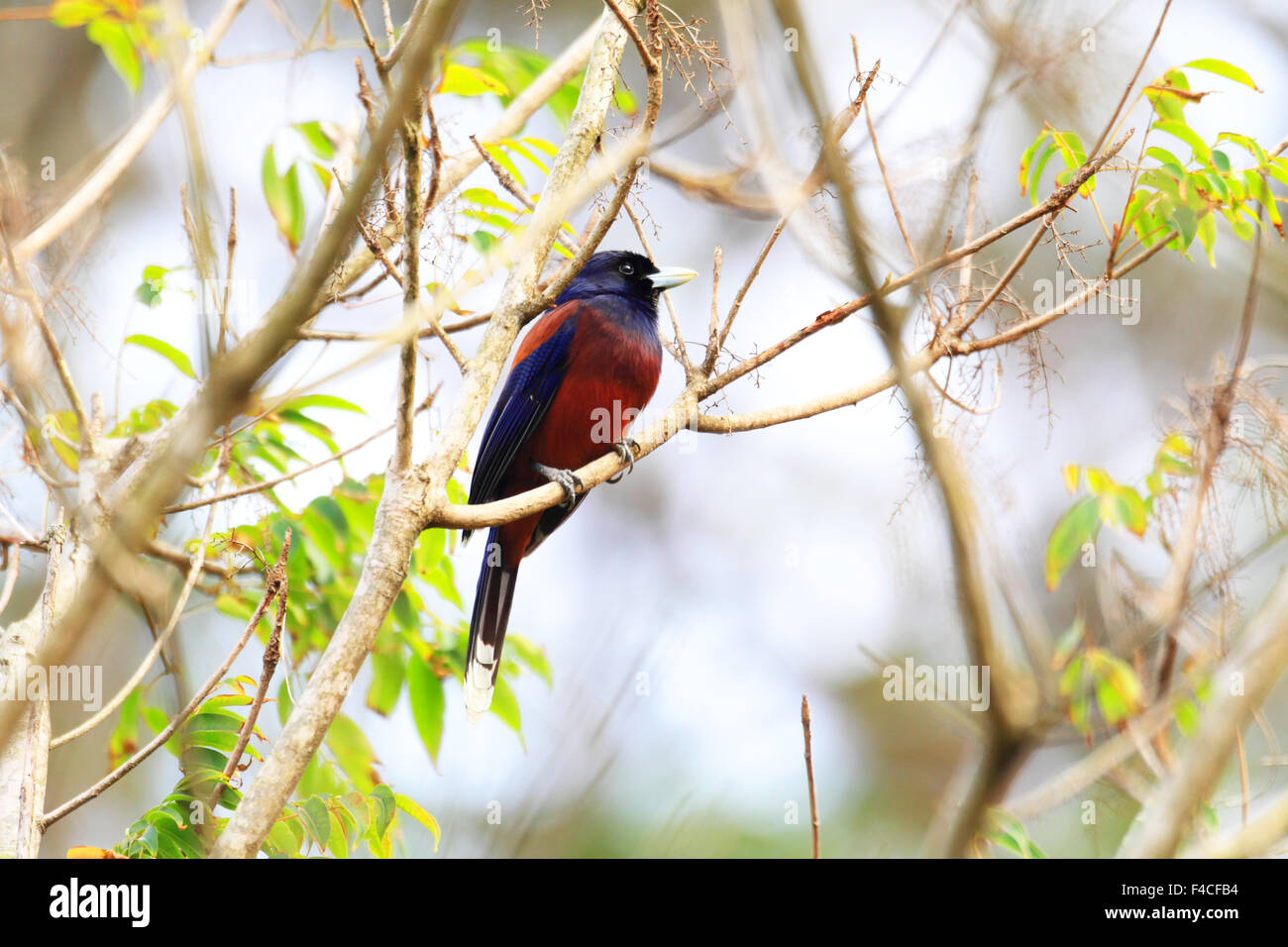 Lidth's jay (Garrulus lidthi) in Amami Island, Japan Stock Photo - Alamy