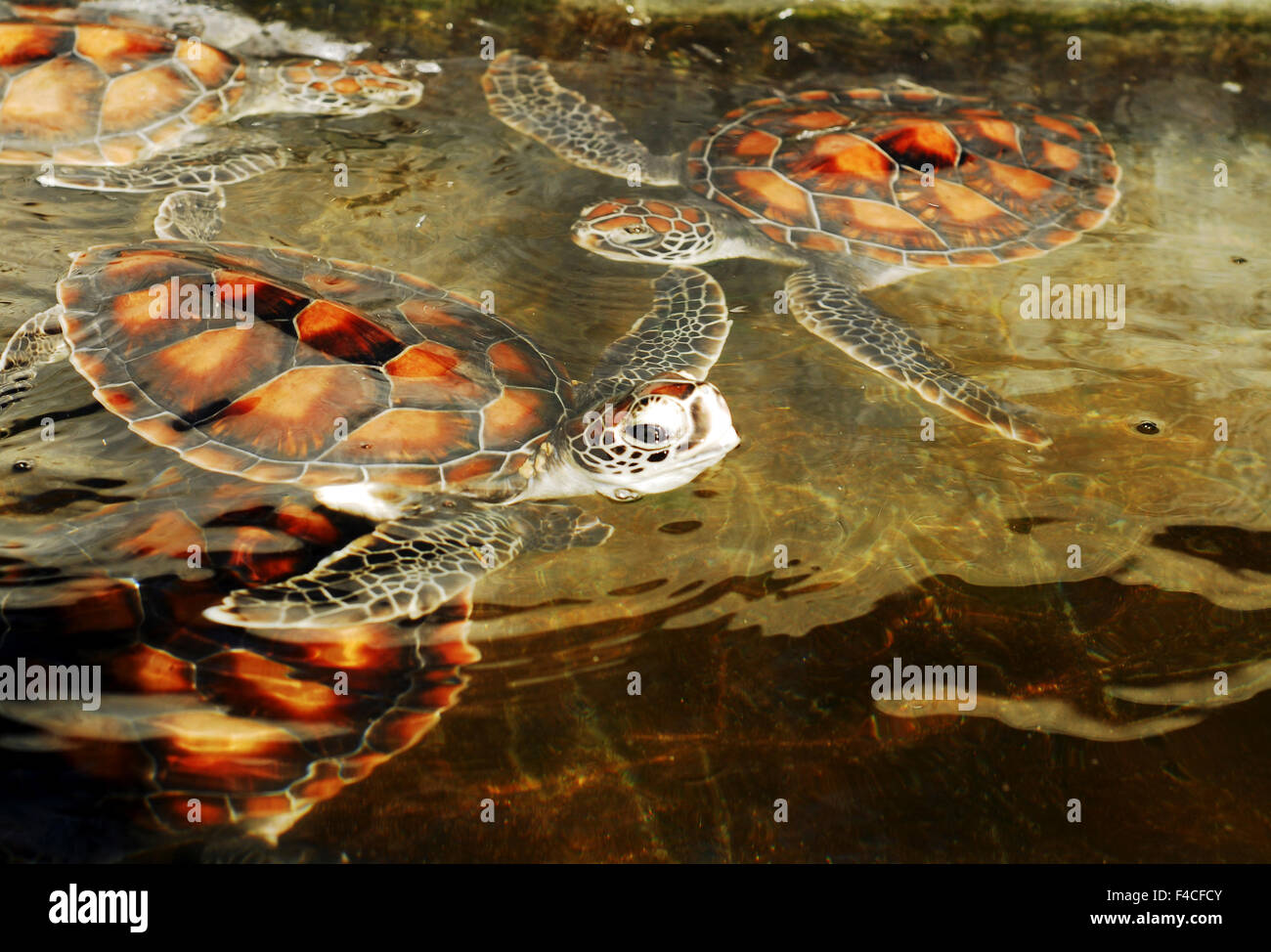 Zanzibar turtle mnarani hi-res stock photography and images - Alamy