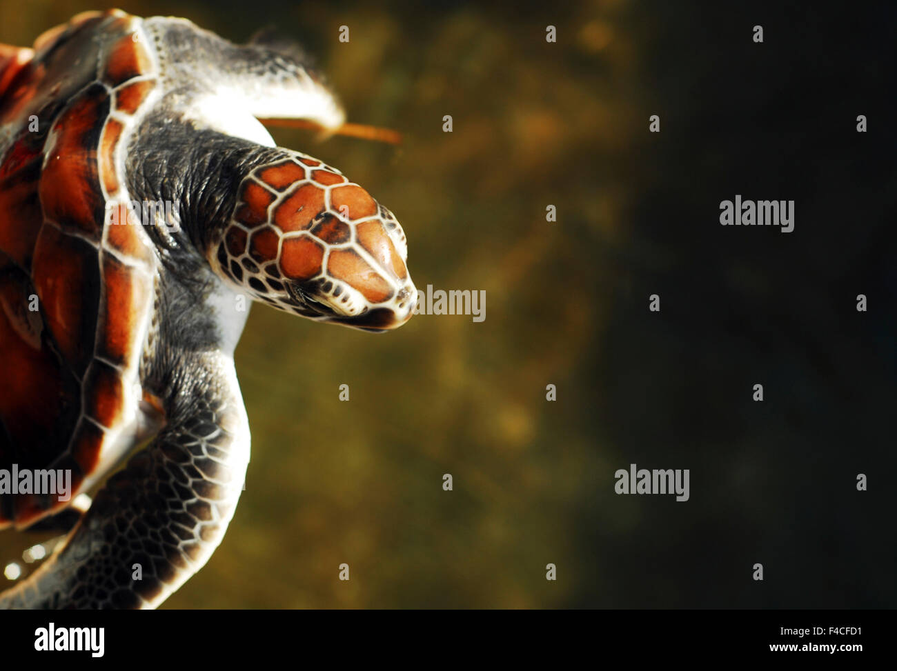 Zanzibar turtle mnarani hi-res stock photography and images - Alamy