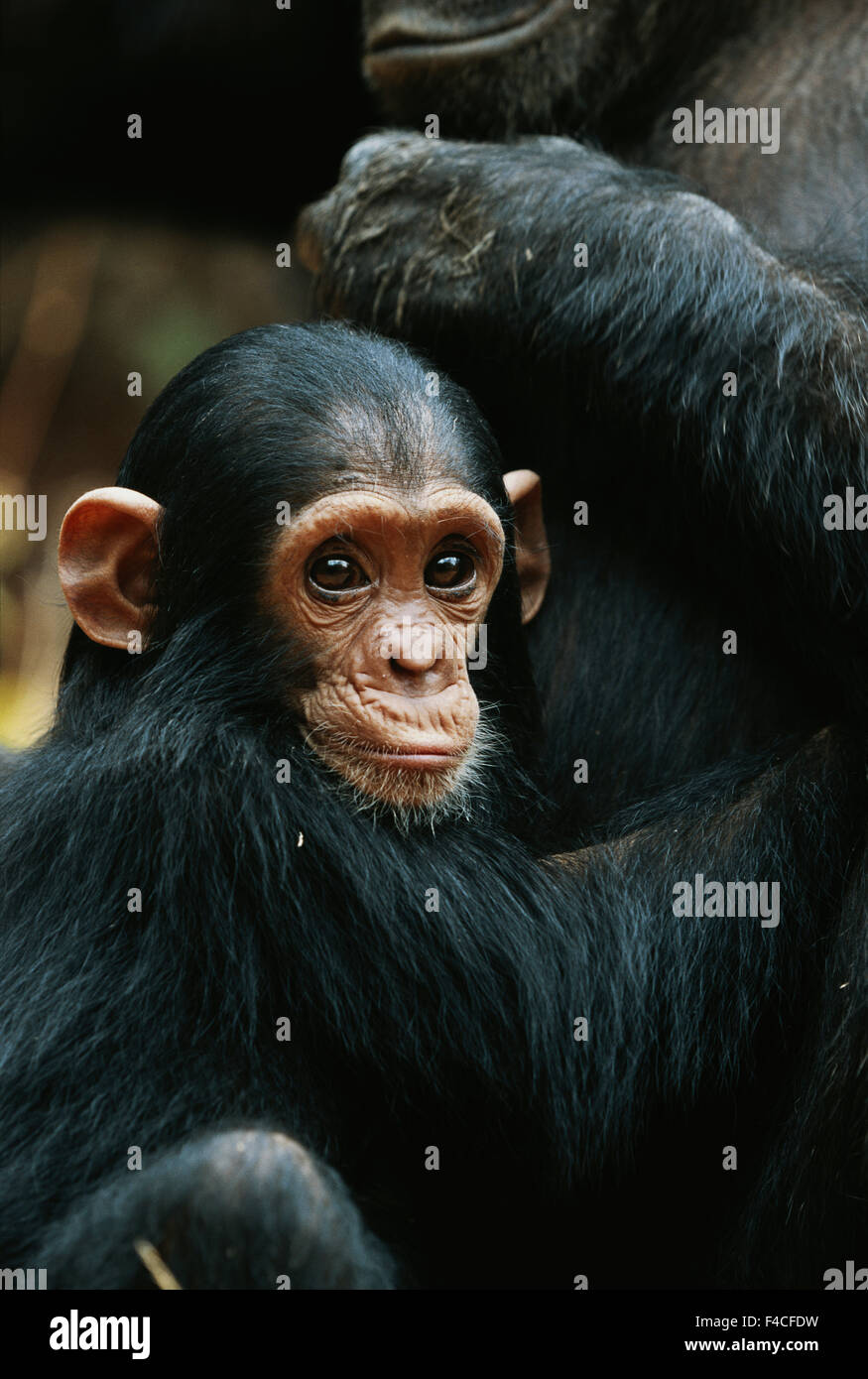 Tanzania, Chimpanzee family resting at Gombe Stream National Park ...