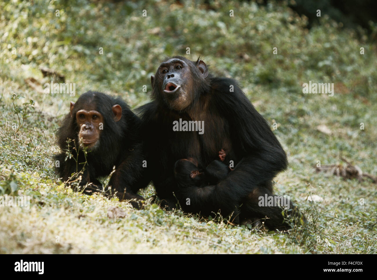 Tanzania, Chimpanzee family sitting on Gombe Stream National Park ...
