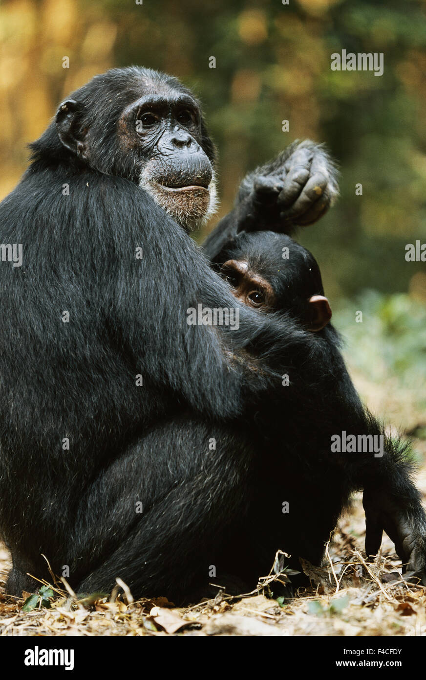 Tanzania, Chimpanzee female animal and son sitting at Gombe Stream ...
