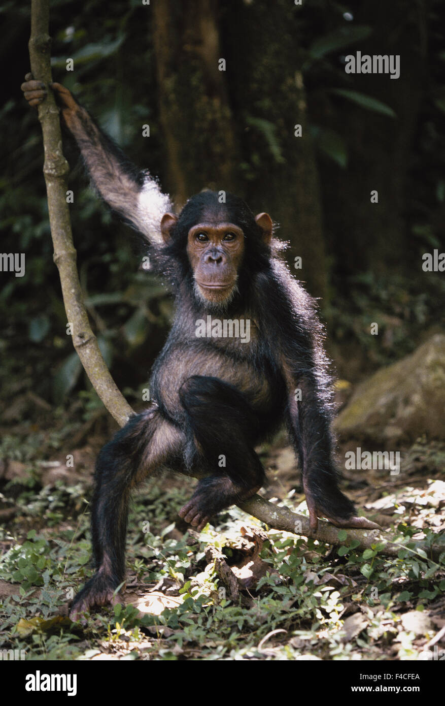 Tanzania, Chimpanzee Young Female at Gombe Stream National Park. (Large ...