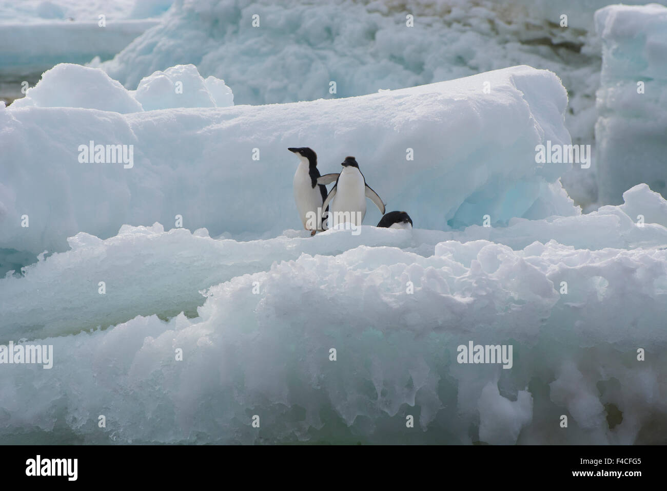 Antarctica. Brown Bluff Stock Photo - Alamy
