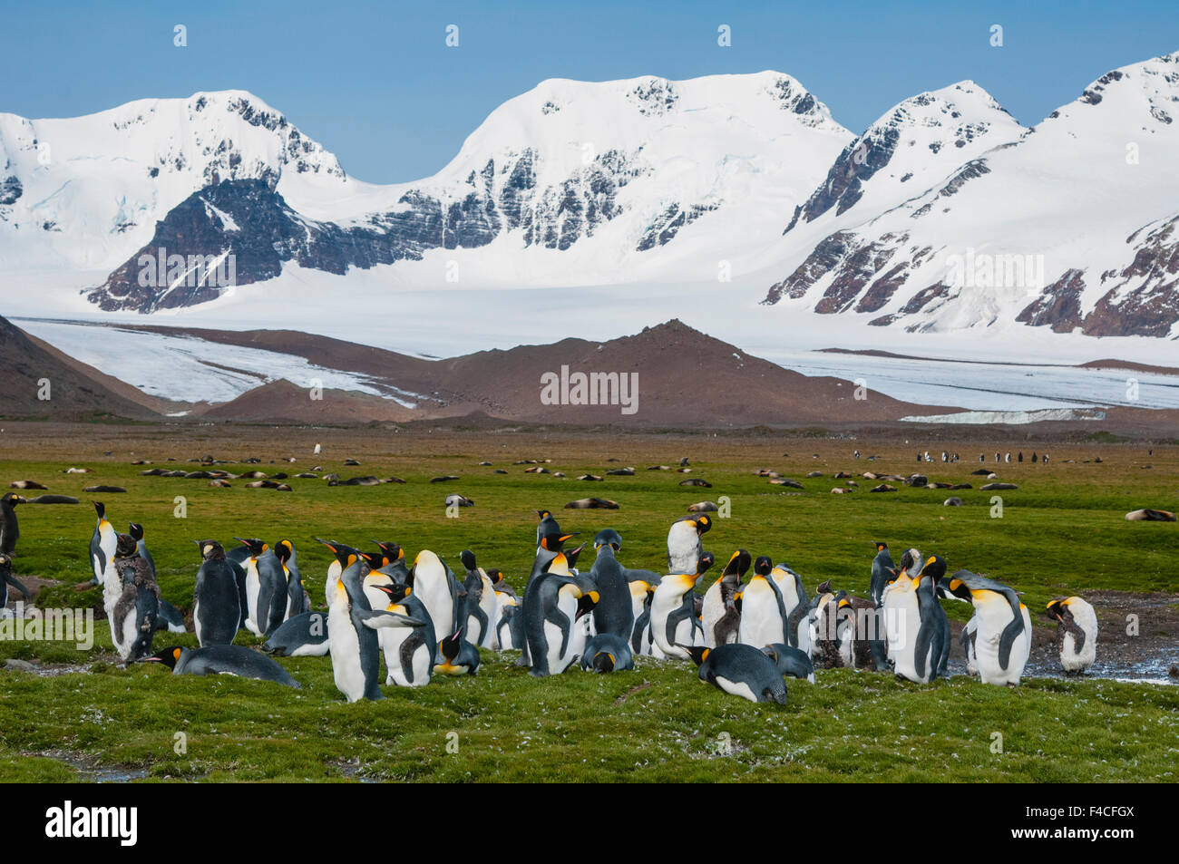 South Georgia. Salisbury Plain. King penguins (Aptenodytes patagonicus ...