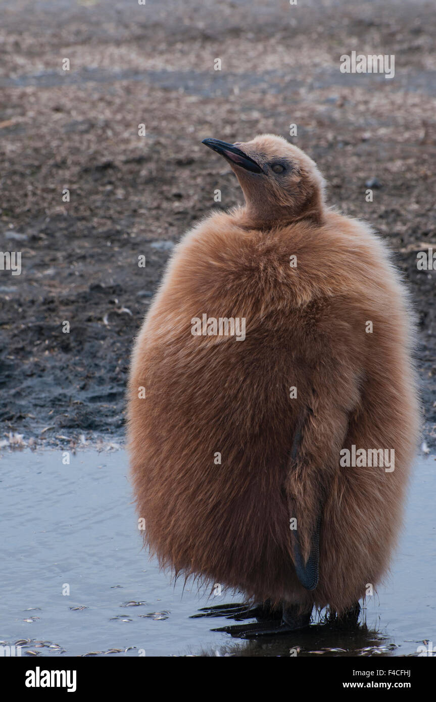 Fluffy Brown Penguin