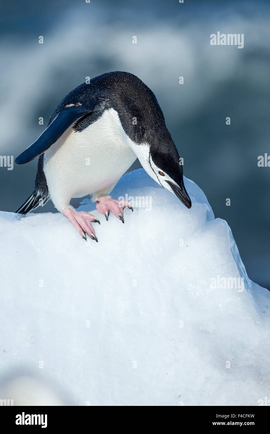 Antarctica, South Shetland Islands, Chinstrap Penguin (Pygoscelis ...
