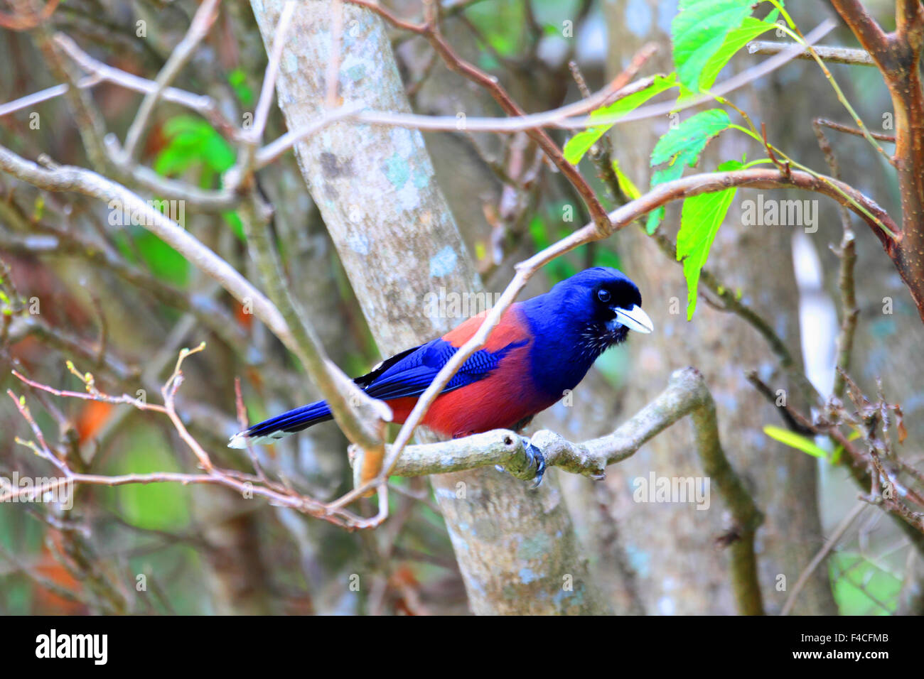 Lidth's jay (Garrulus lidthi) in Amami Island, Japan Stock Photo - Alamy