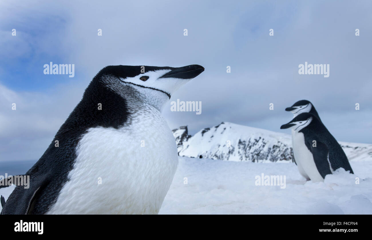 Antarctica, South Shetland Islands, Chinstrap Penguins (Pygoscelis ...