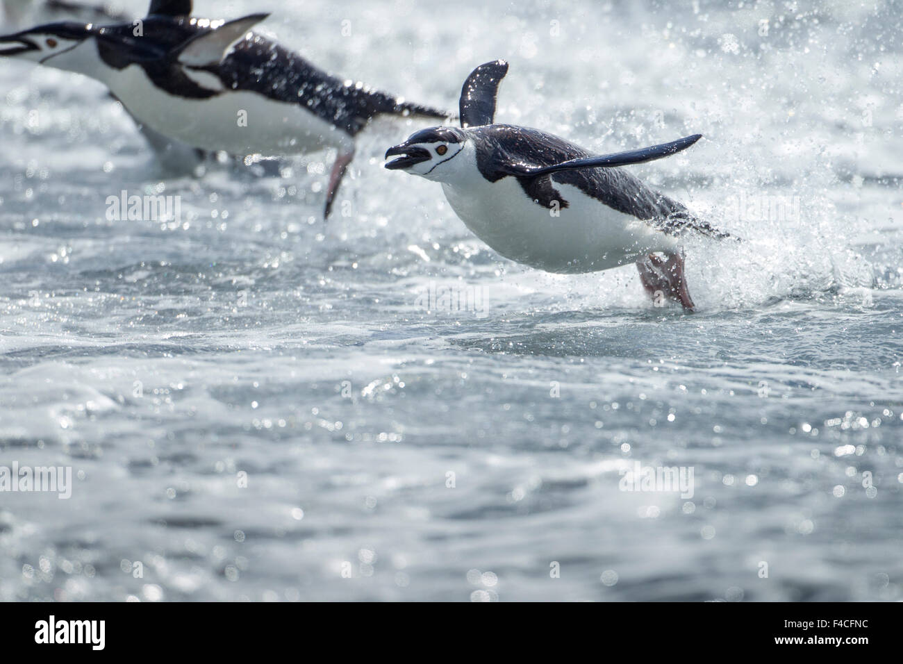 Antarctica, South Shetland Islands, Chinstrap Penguins (Pygoscelis ...