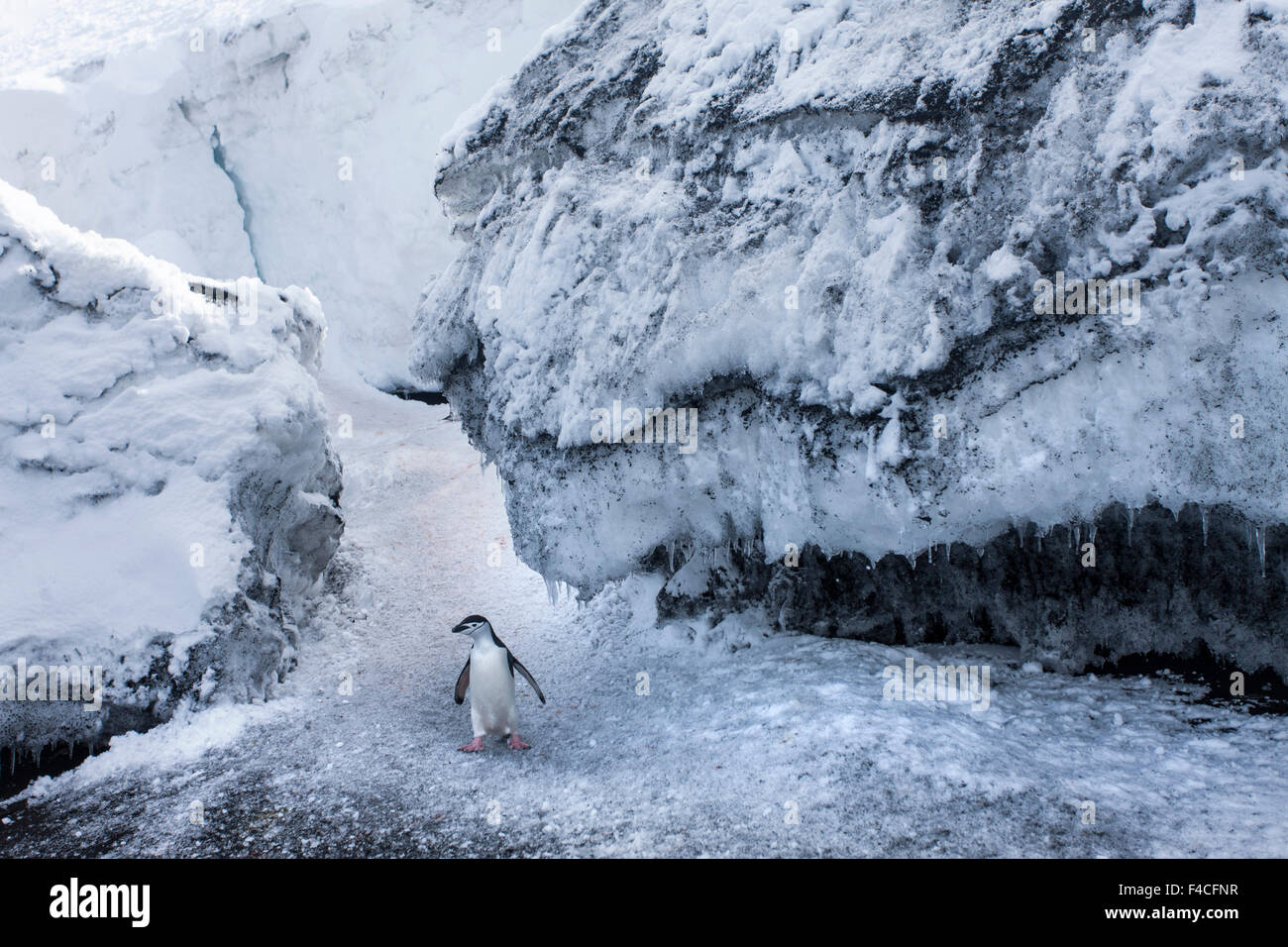 Antarctica, South Shetland Islands, Chinstrap Penguins (Pygoscelis ...